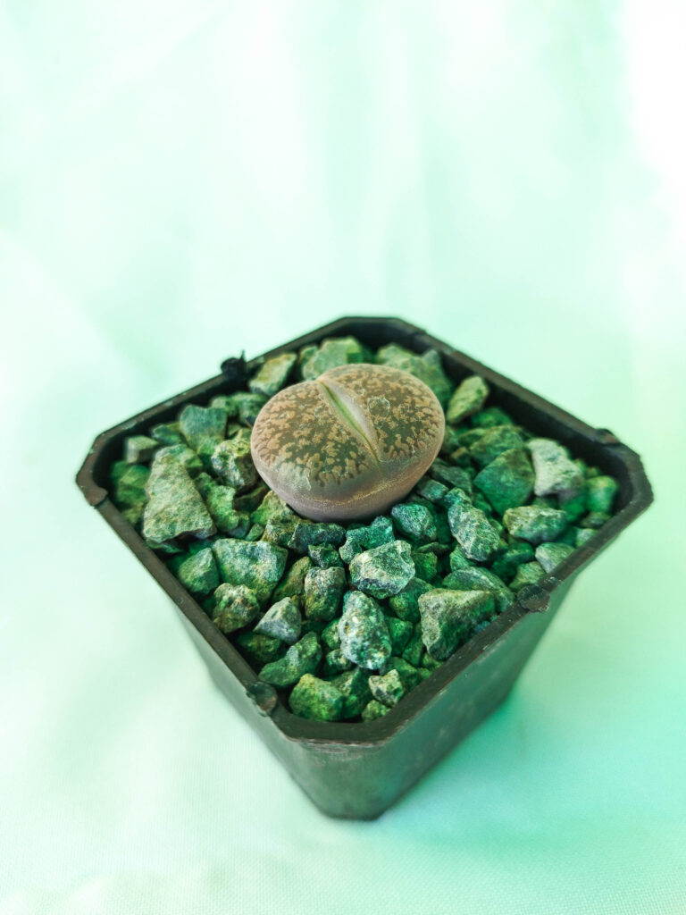 Lithops aucampiae* 3″ – Vivero Cactus