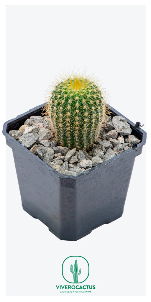 Notocactus leninghausii 3″ – Vivero Cactus
