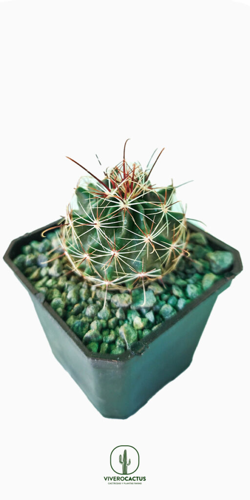 Thelocactus setispinus 3″ – Vivero Cactus